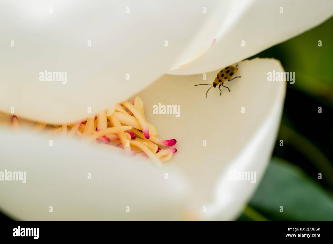 Magnolia and pollination Stock Photo - Alamy