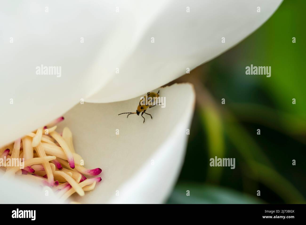 Magnolia and pollination Stock Photo - Alamy