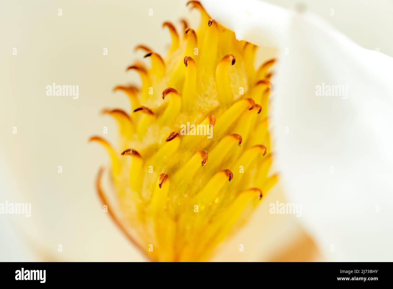 Magnolia and pollination Stock Photo - Alamy