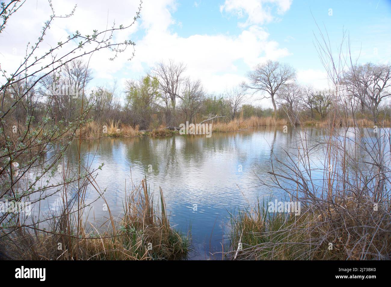 Tingley Beach in Albuquerque, New Mexico Stock Photo - Alamy