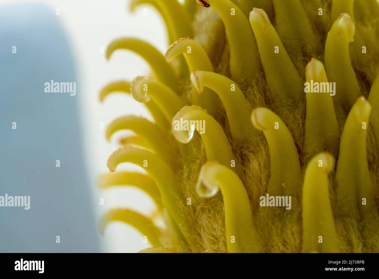 Magnolia and pollination Stock Photo - Alamy