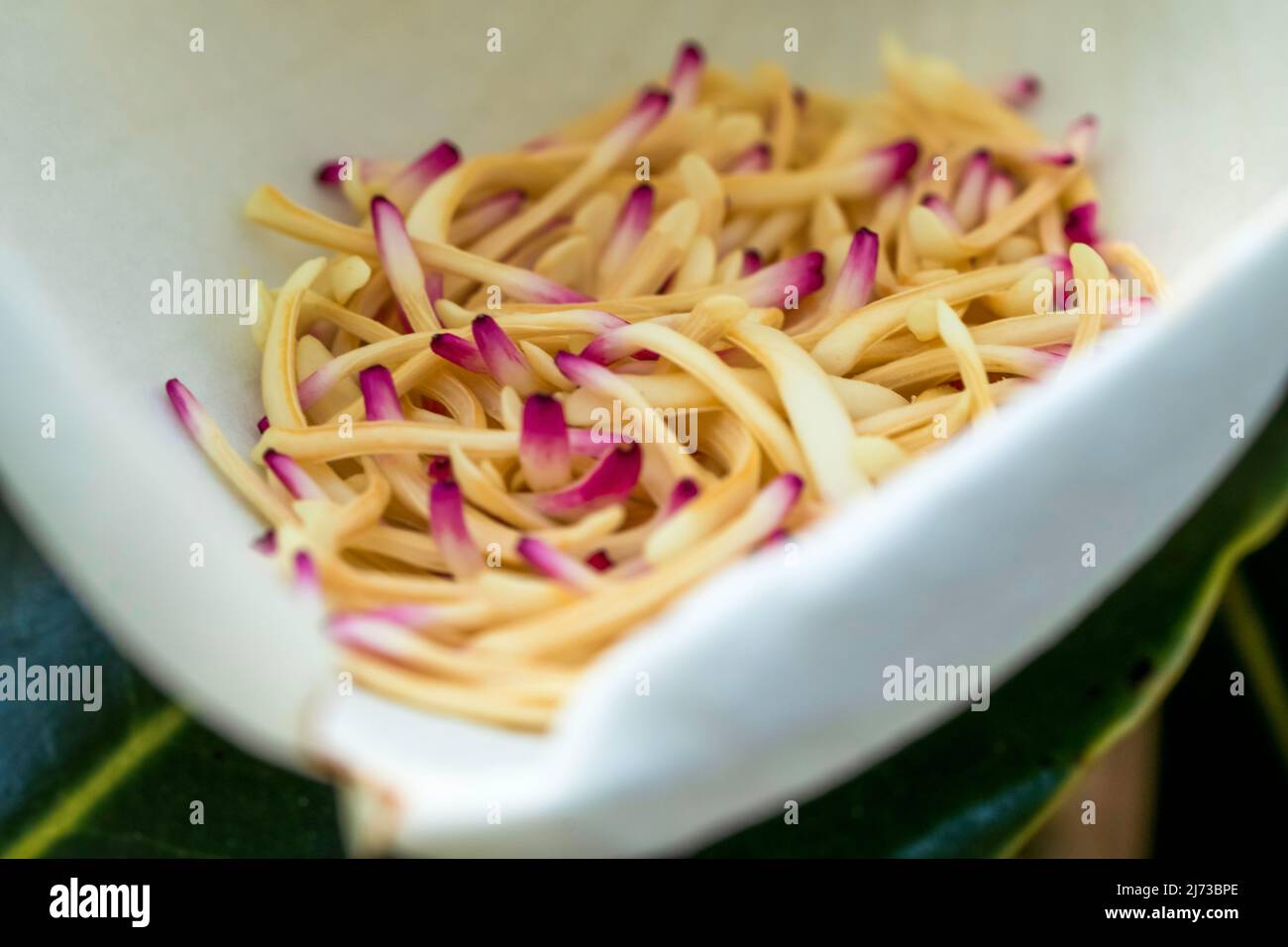 Magnolia and pollination Stock Photo - Alamy
