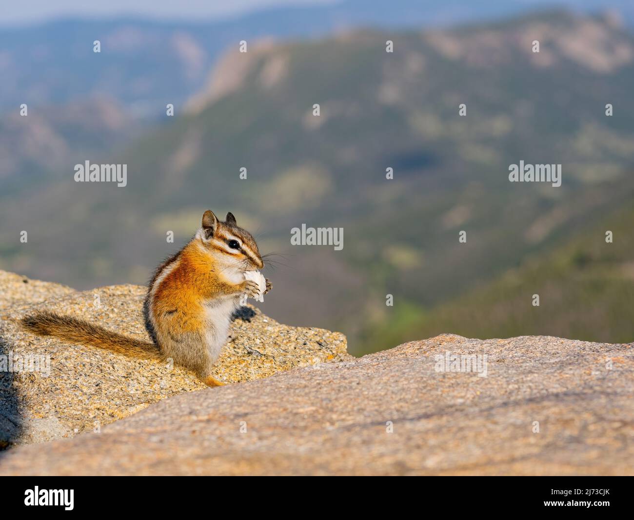 Close up shot of Cute squirrel eating bread at Colorado Stock Photo - Alamy