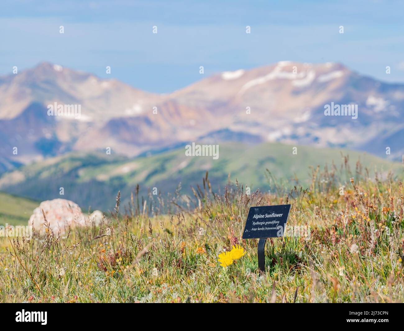 Alpine Sunflower blossom alone the Alpine Ridge Trail at Rocky Mountain ...