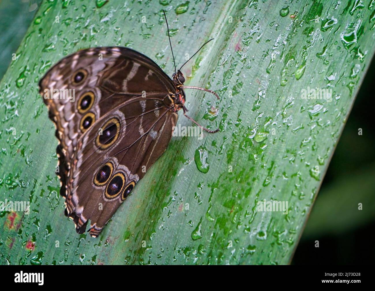 Monarch butterfly eye hi-res stock photography and images - Alamy