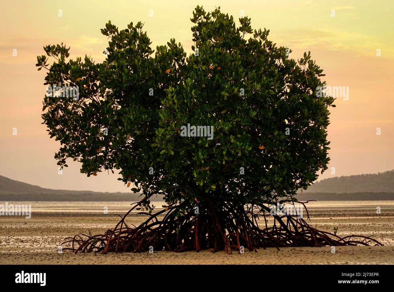 Coastal mangrove growing in the sea at Elim Beach in Far North ...