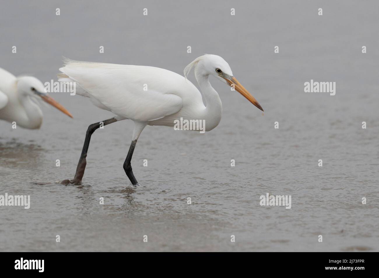 Chinese Egret (Egretta eulophotes), Mai Po Nature Reserve, Hong Kong ...