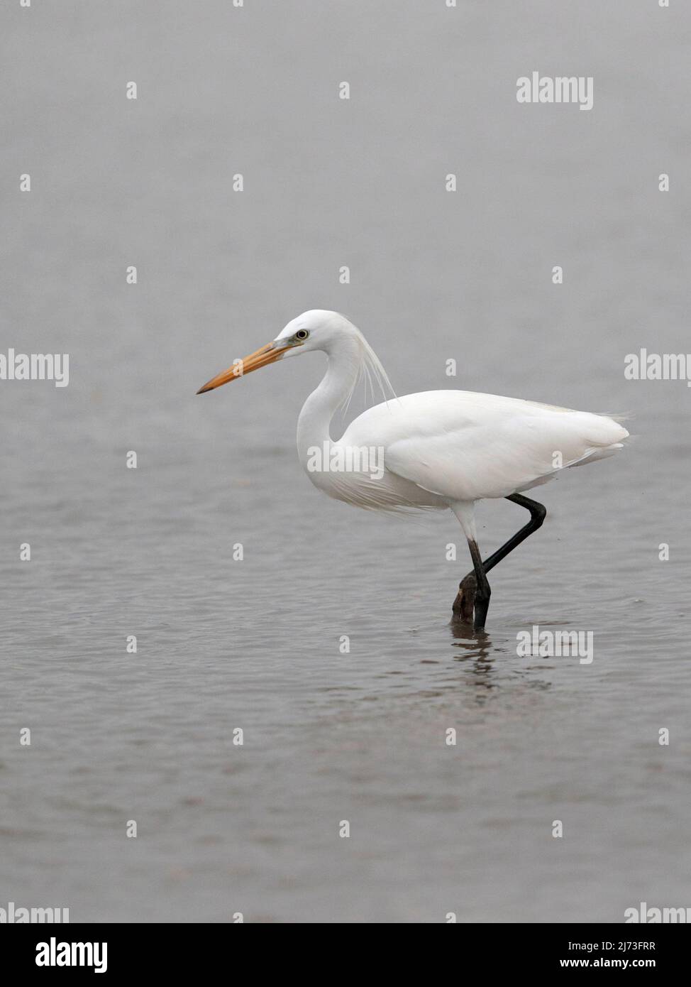 Vertical portrait of a Chinese Egret (Egretta eulophotes), Mai Po ...