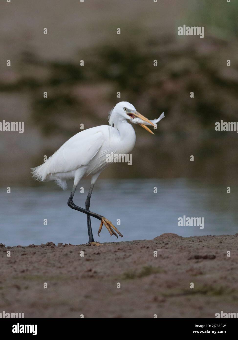 Vertical portrait of a Chinese Egret (Egretta eulophotes), Mai Po ...