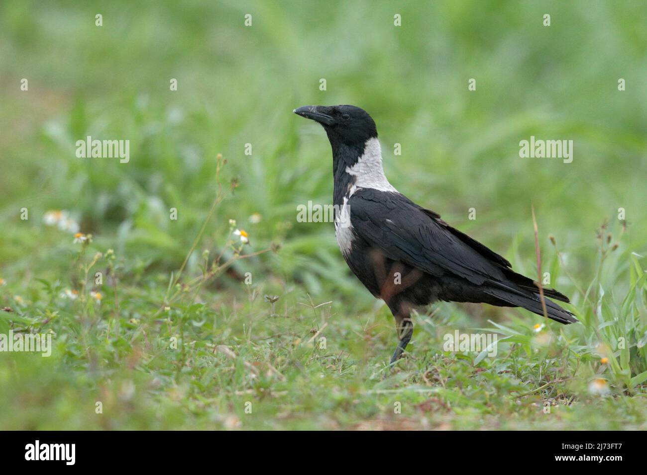 Collared Crow (Corvus torquatus), side view of single standing on ...