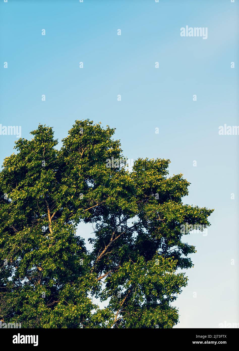 big deciduous tree, clear sky Stock Photo - Alamy