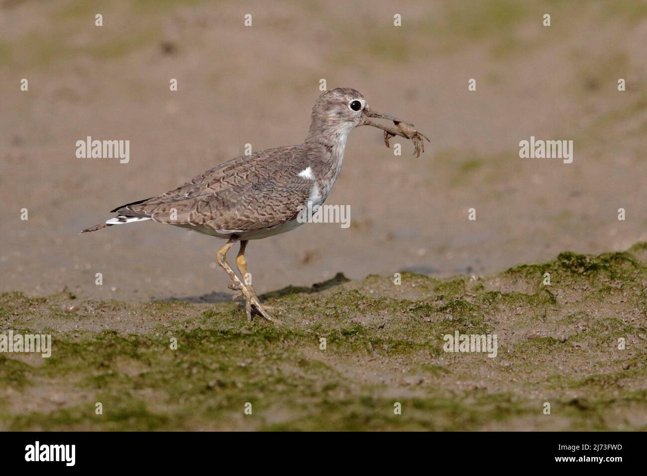Common Sandpiper (Actitis hypoleucos), with crab prey on Mai Po mudflat ...