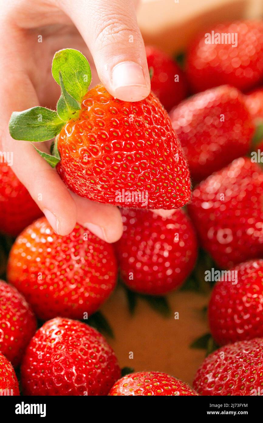 Strawberry harvest.ripe strawberries in the child hand close-up ...