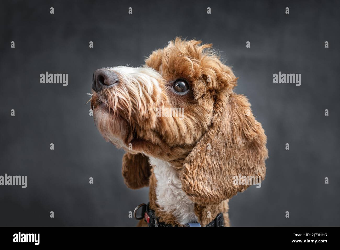 Miniature cavoodle portraits Stock Photo - Alamy