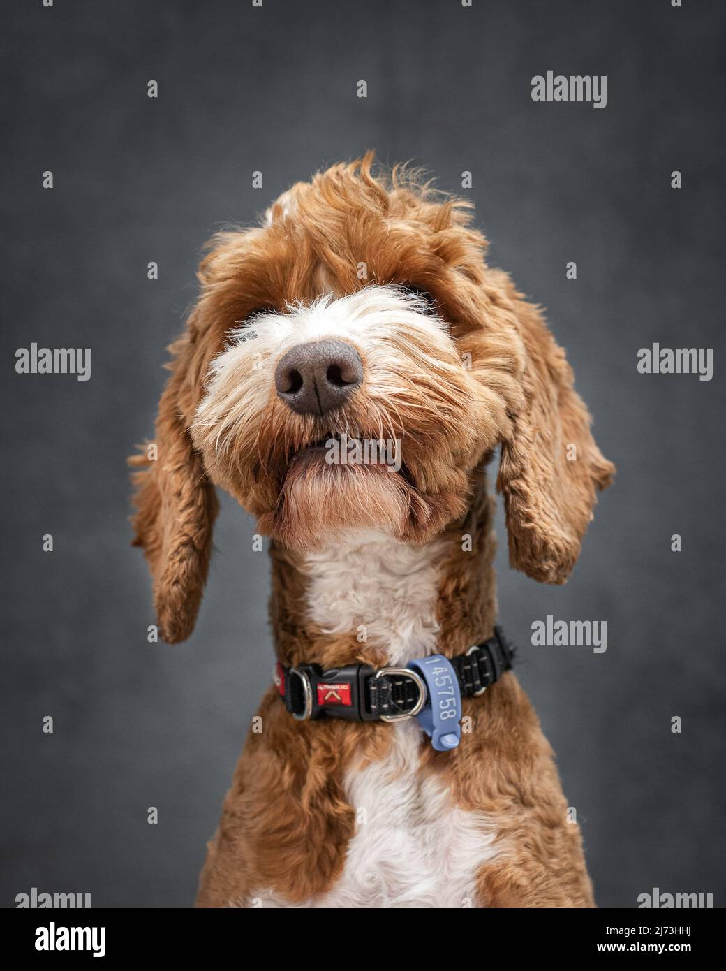 Miniature cavoodle portraits Stock Photo - Alamy