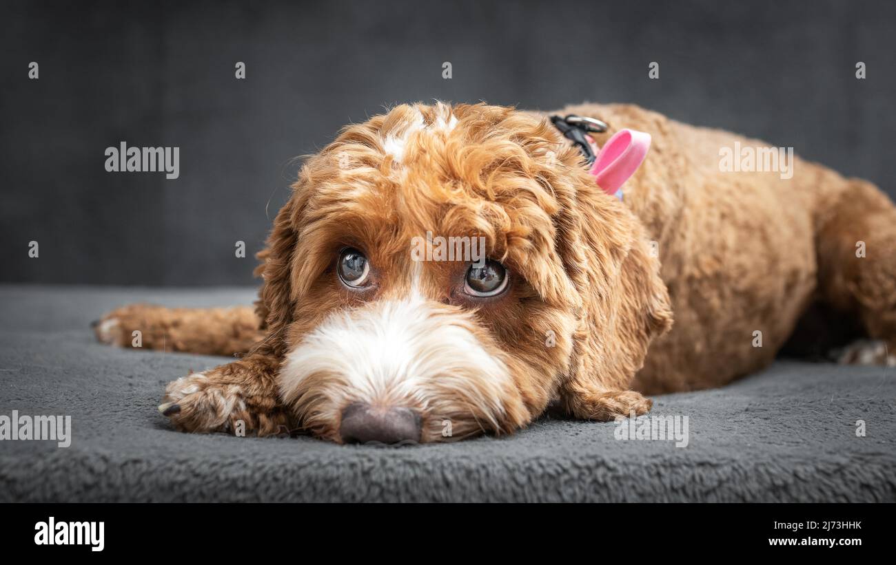 Miniature cavoodle portraits Stock Photo - Alamy