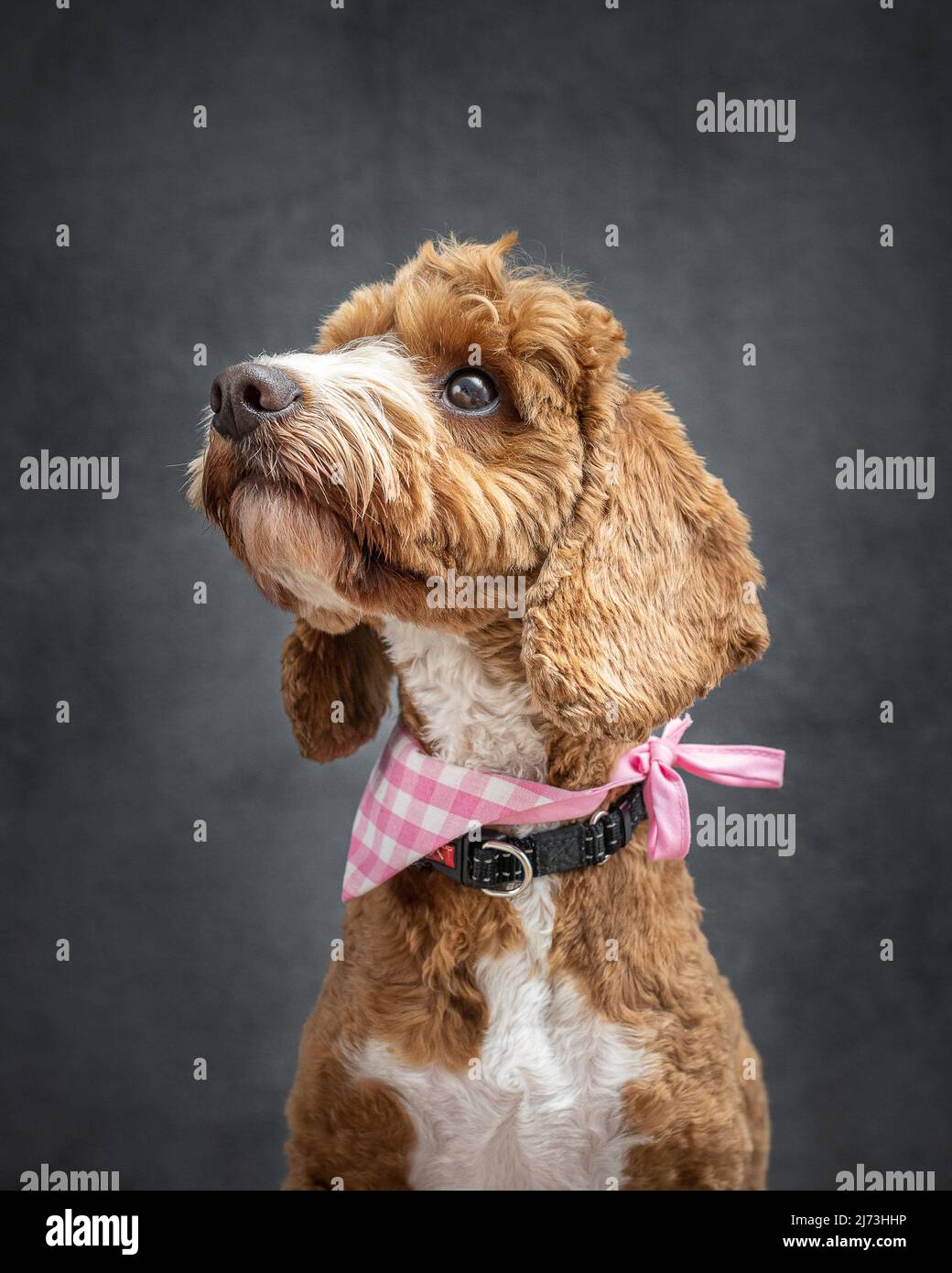 Miniature cavoodle portraits Stock Photo - Alamy