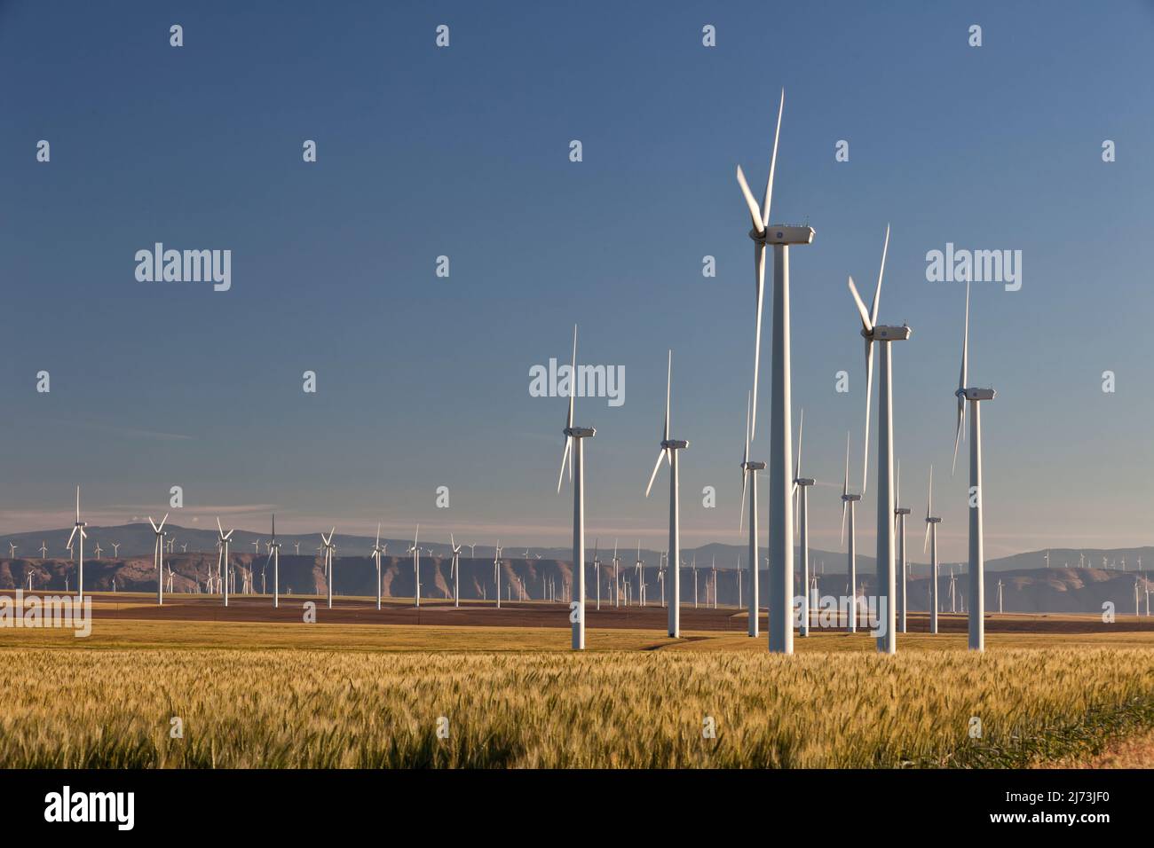 Wind Farm, wheat field, pre-harvest, pm light, late July, Oregon Stock ...