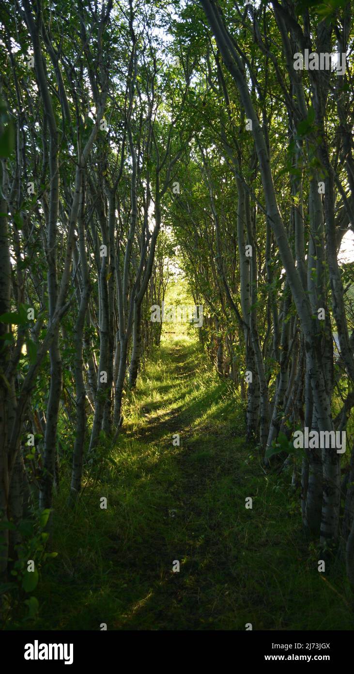 Tree columns hi-res stock photography and images - Alamy