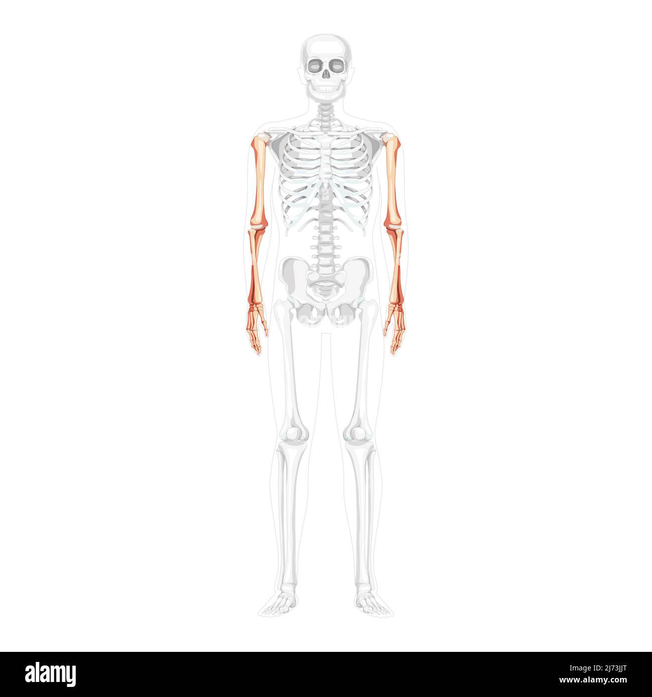 Skeleton Arms Human front Anterior ventral view with partly transparent ...