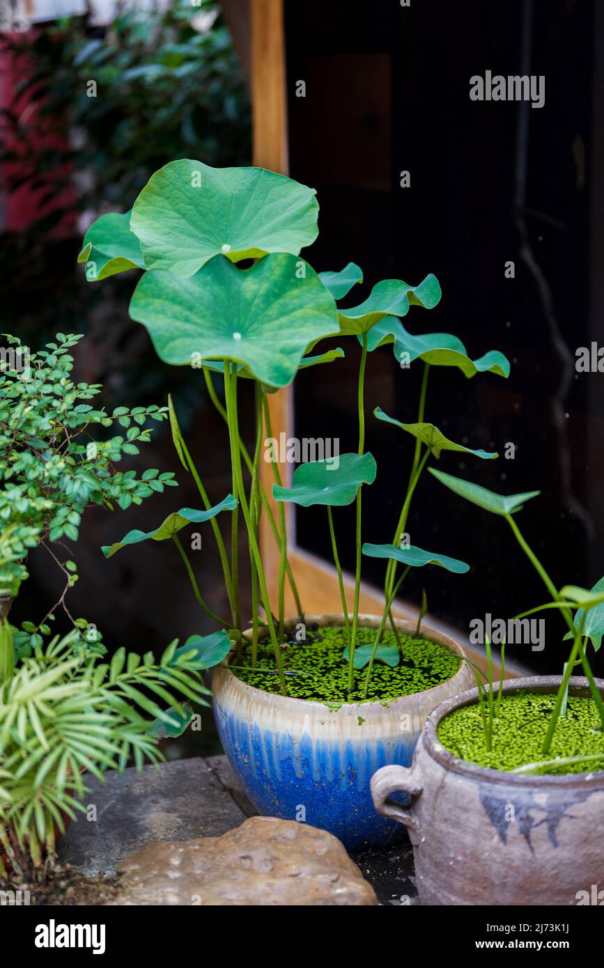 Close-up of a potted plant with lush lotus leaves Stock Photo - Alamy