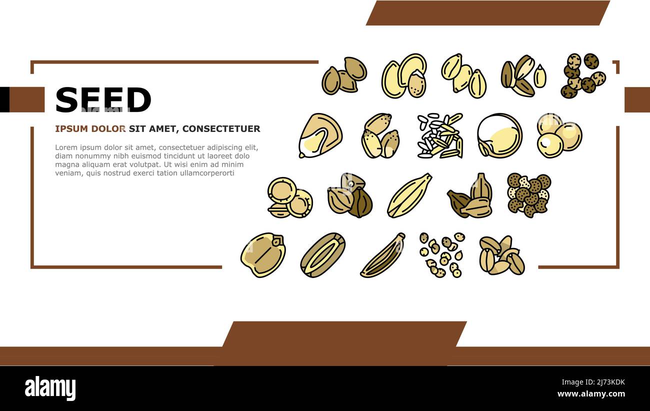 Oilseed sunflower Stock Vector Images - Alamy