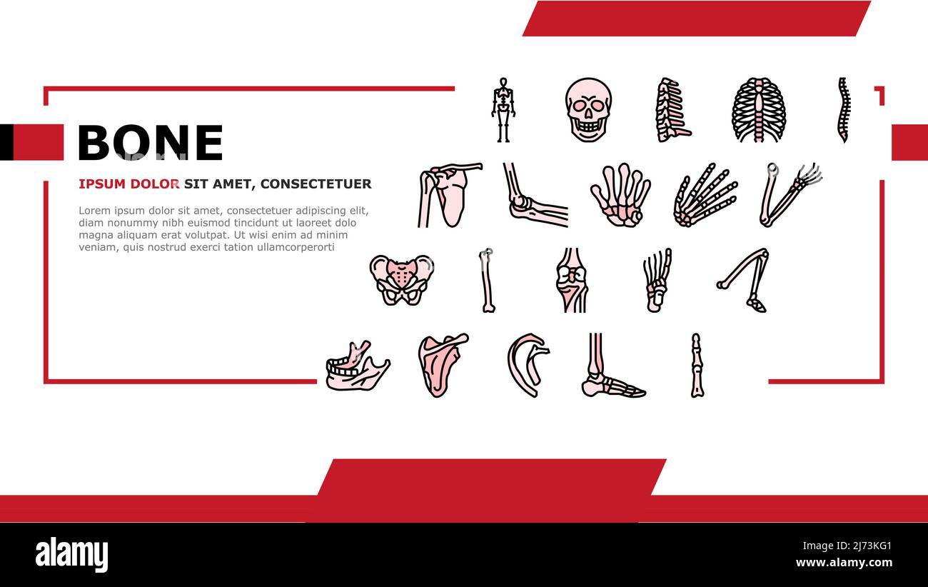 Bone Human Skeleton Structure Landing Header Vector Stock Vector Image ...