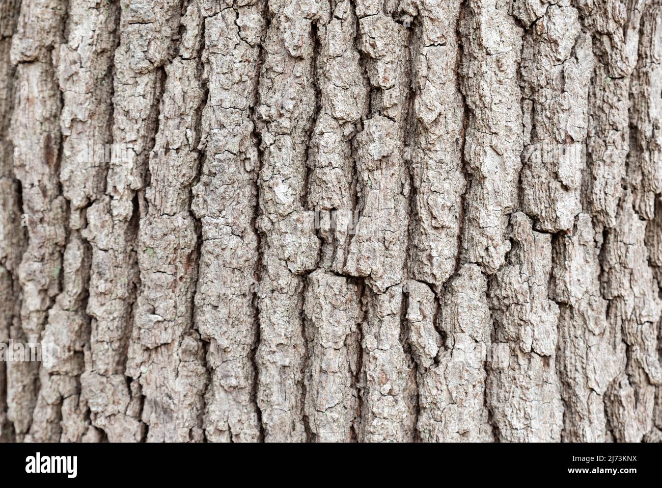 Tree stump with new plants hi-res stock photography and images - Alamy