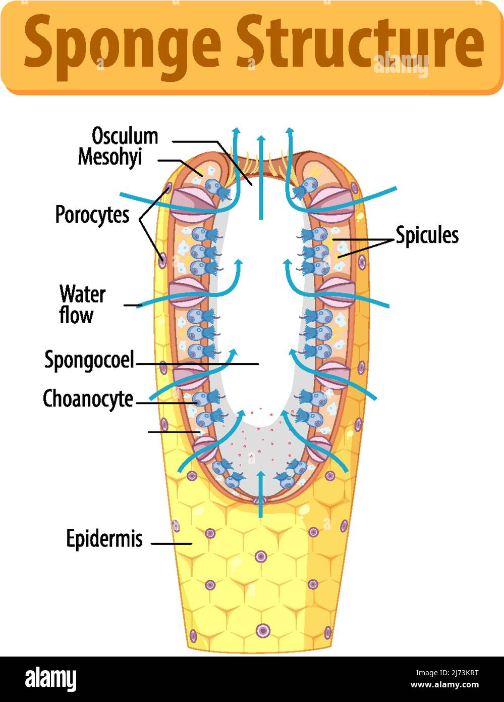 Choanocyte Diagram Choanocyte Diagram