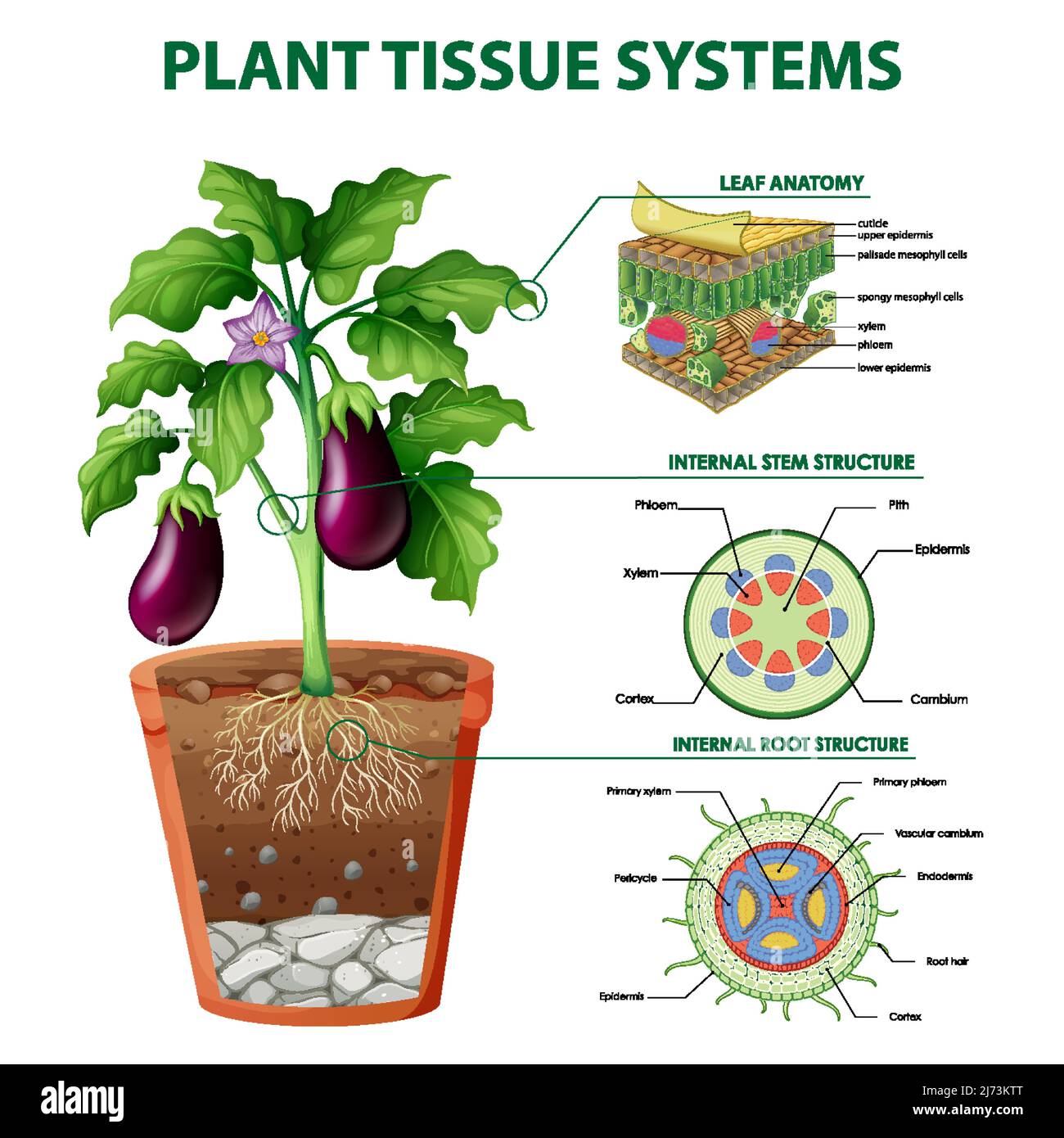 Diagram showing plant tissue systems illustration Stock Vector Image ...
