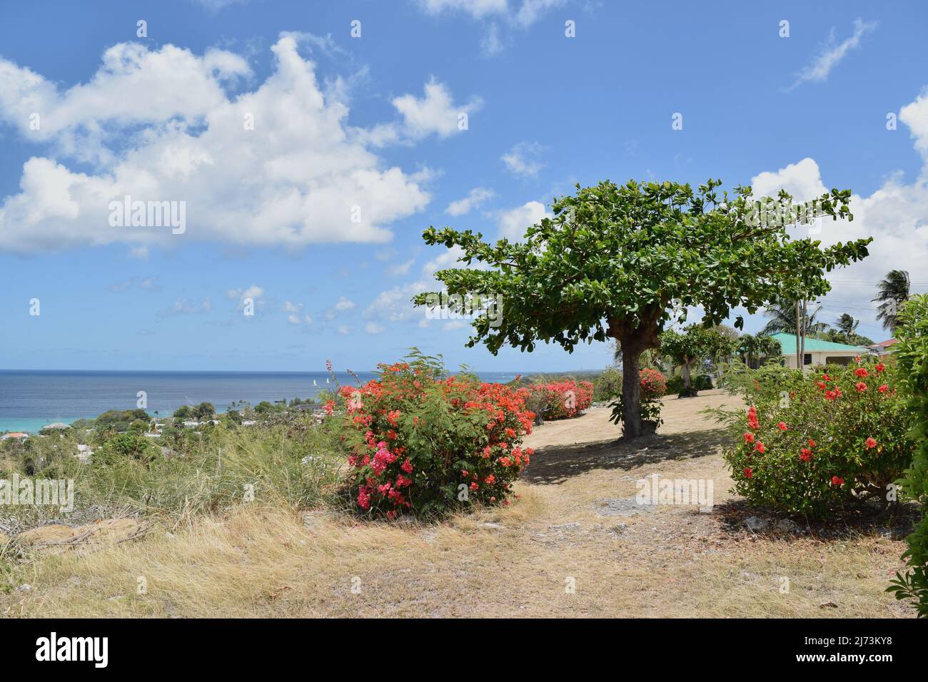 Gorgeous sea view with vegetation, houses and sky in Barbados Stock ...