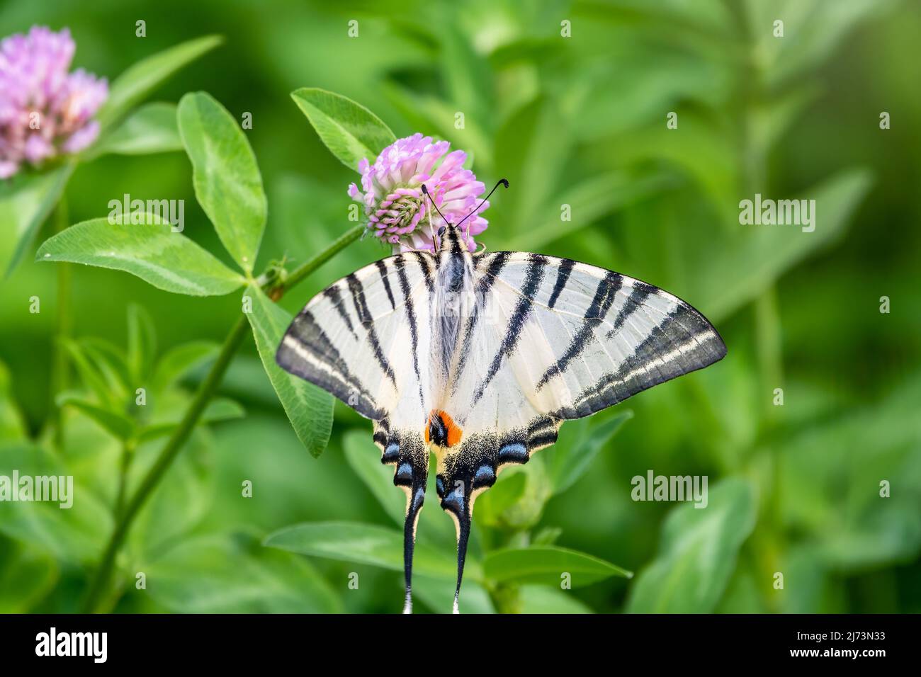 Beautiful Butterfly Scarce Swallowtail, Sail Swallowtail, Pear-tree ...
