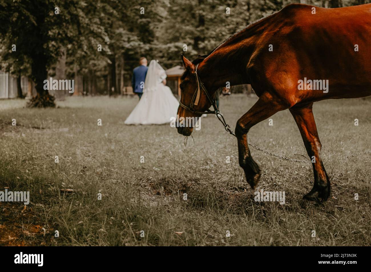 brown brown horse gelding mare grazing in the meadow. young man groom ...
