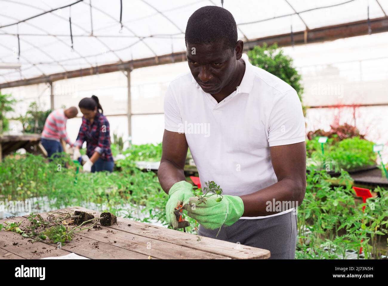 Afro man gardener working with tomato seedlings Stock Photo - Alamy
