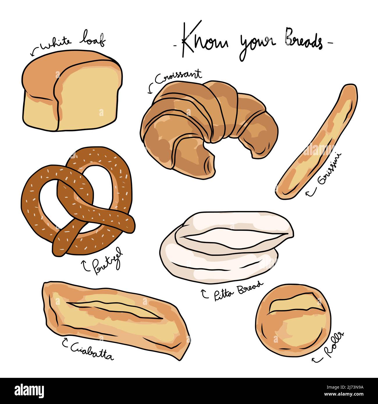 Know your breads chart vector illustration Stock Vector Image & Art - Alamy