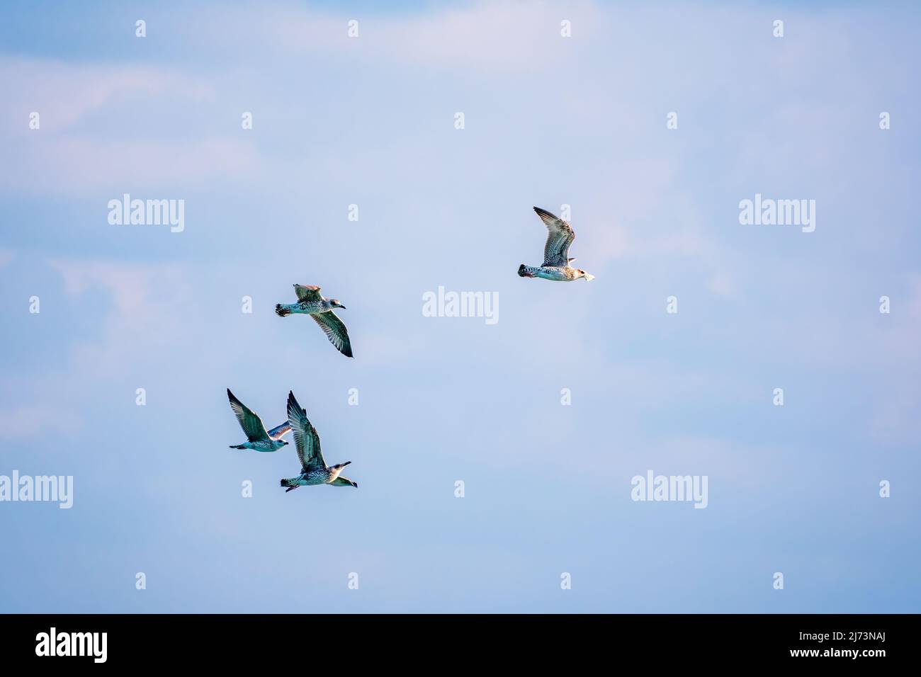 Four sea gulls in the clear blue sky. The Great black-backed gull ...