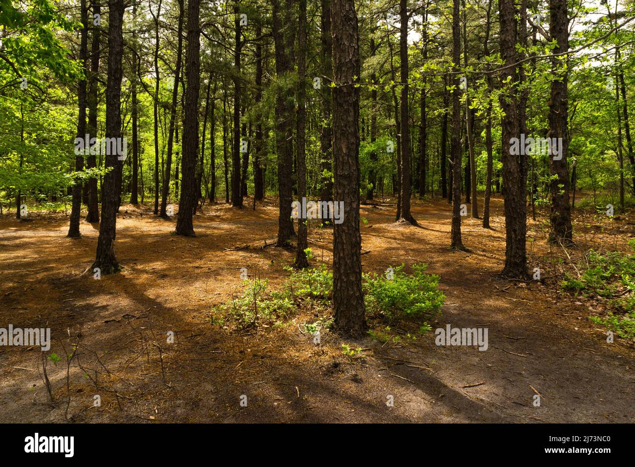 Woodland Forest area in Cheesequake state park in Matawan, New Jersey ...