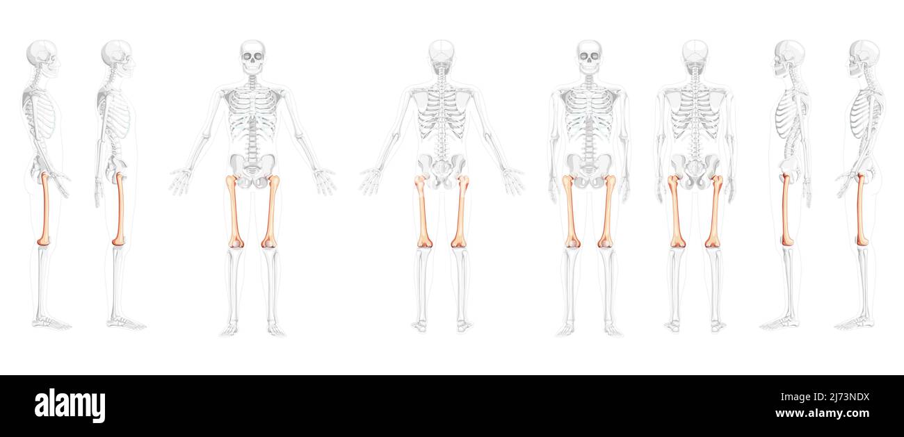 Set of Skeleton femur thigh bone Human front back side view with partly ...