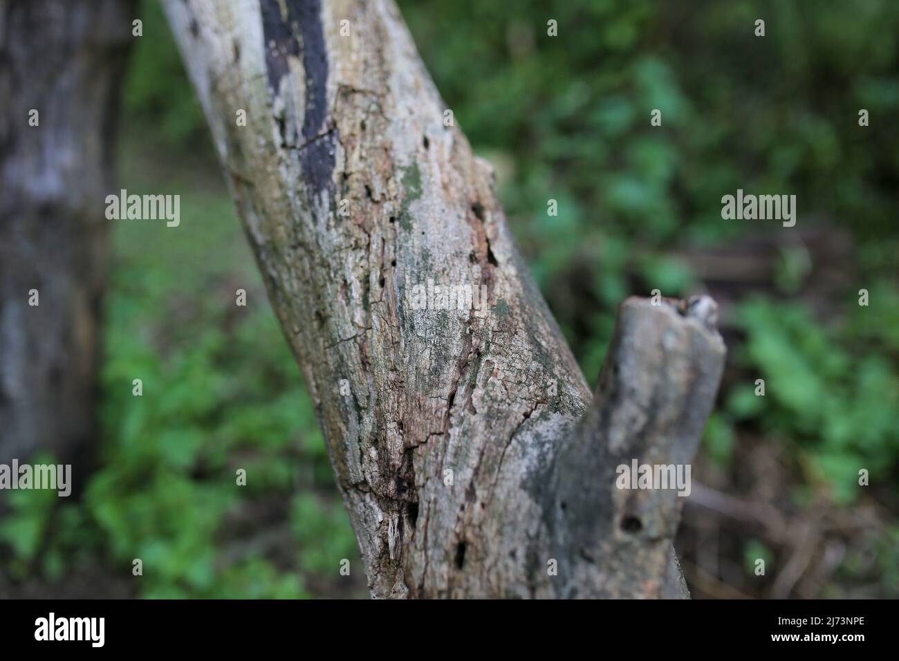 large bark in the central aceh area Stock Photo - Alamy