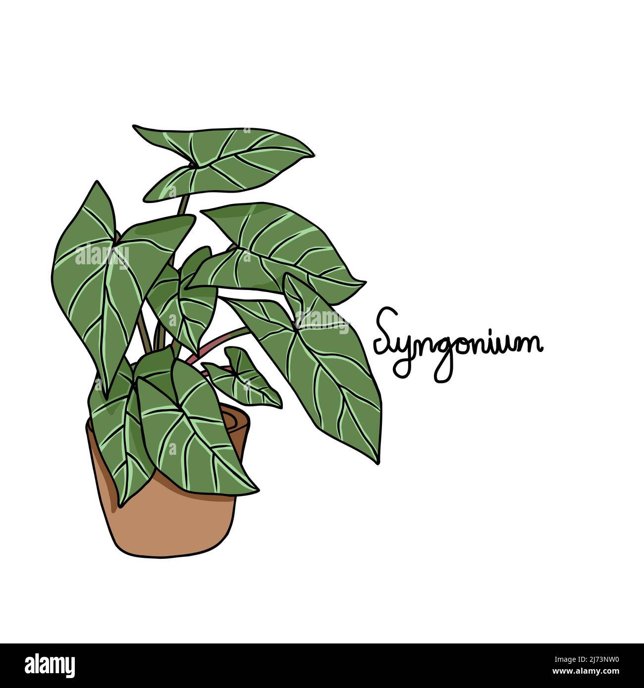 Syngonium Stock Vector Images - Alamy