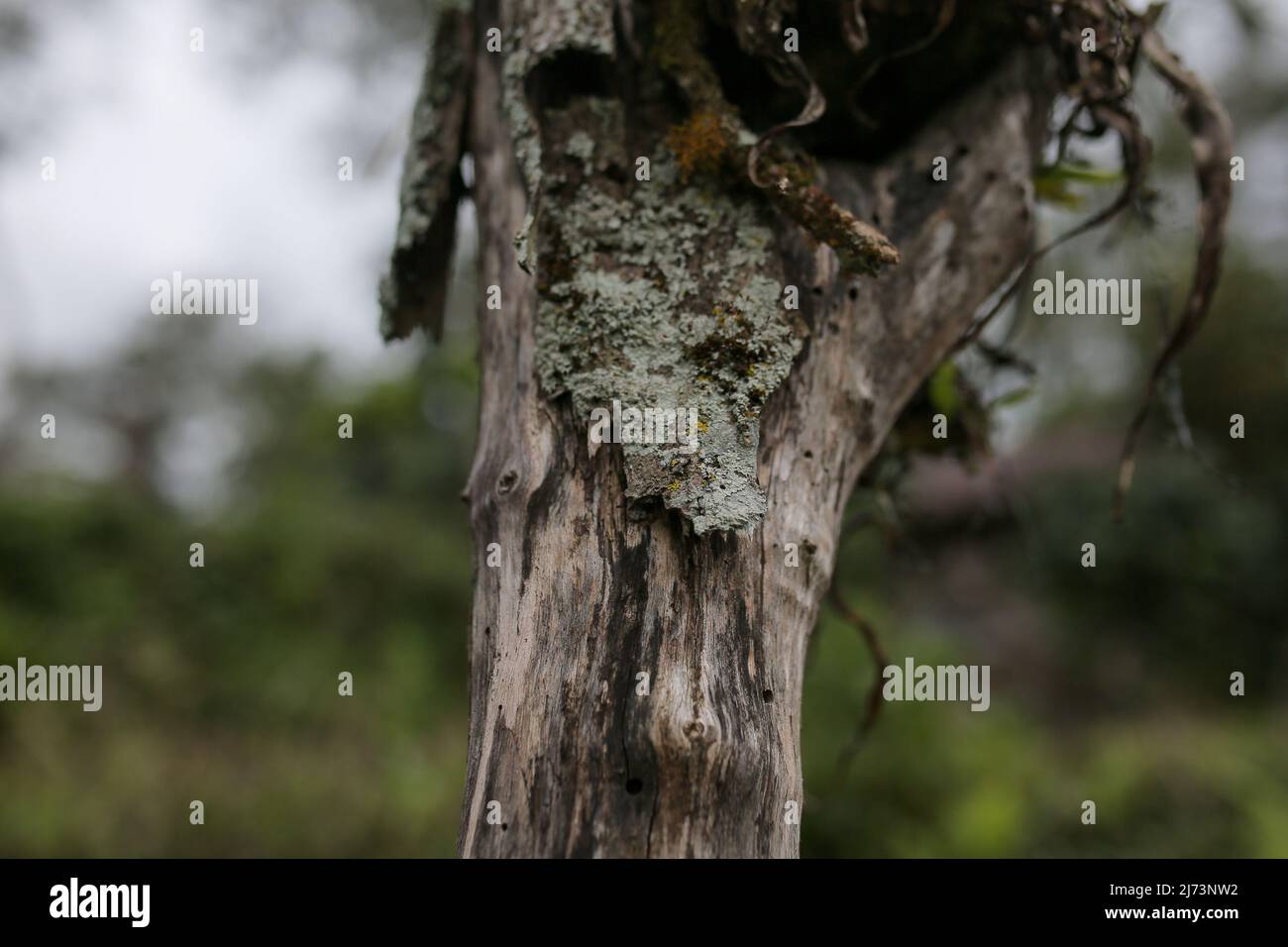 large bark in the central aceh area Stock Photo - Alamy