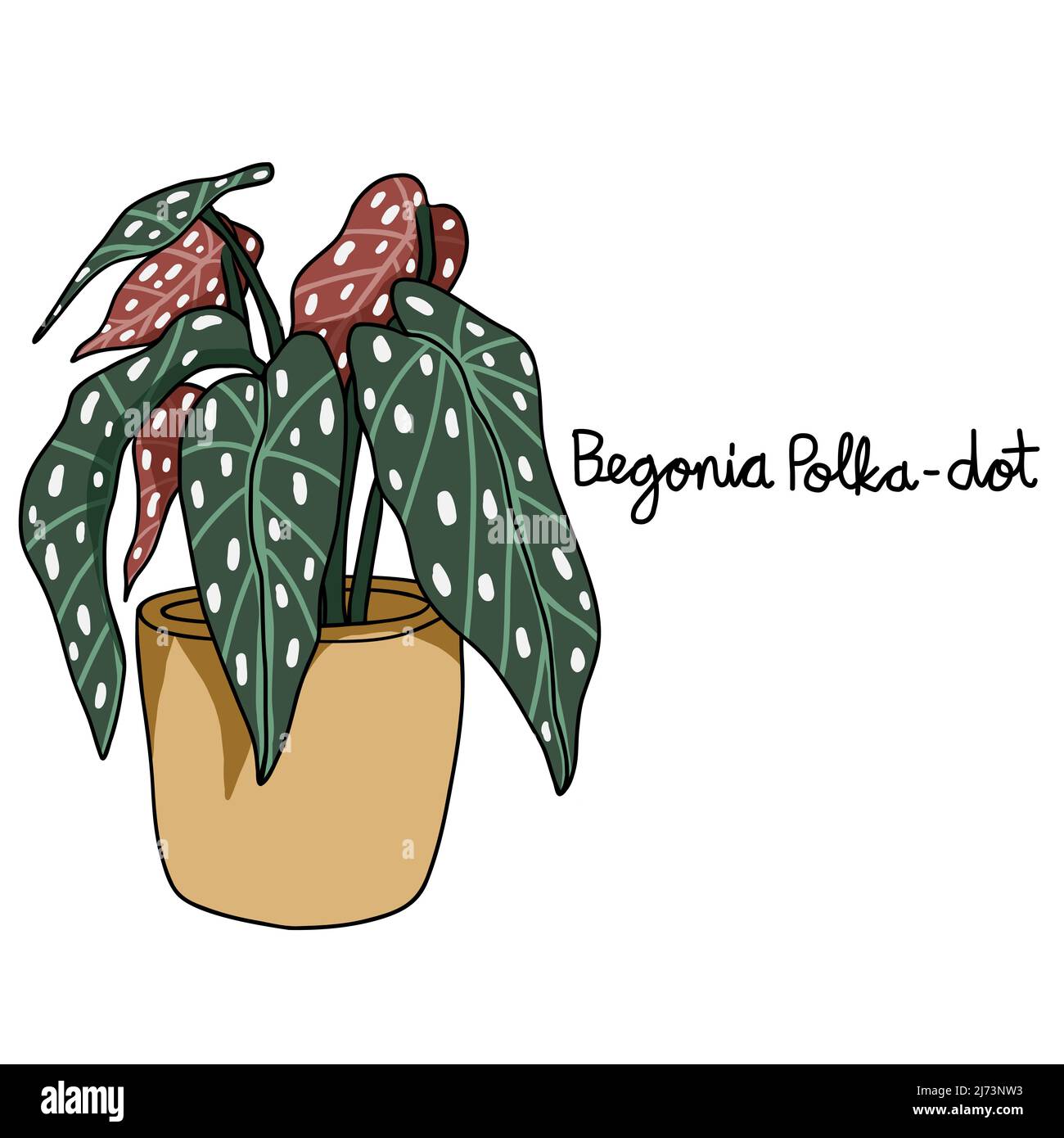 Begonia Polka Dot plant drawing vector illustration Stock Vector Image ...