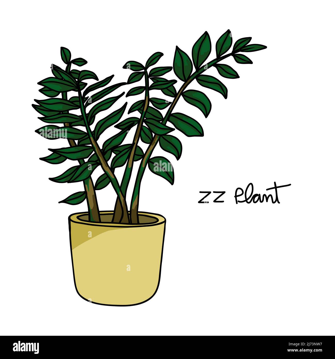 ZZ plant drawing vector illustration Stock Vector Image & Art - Alamy