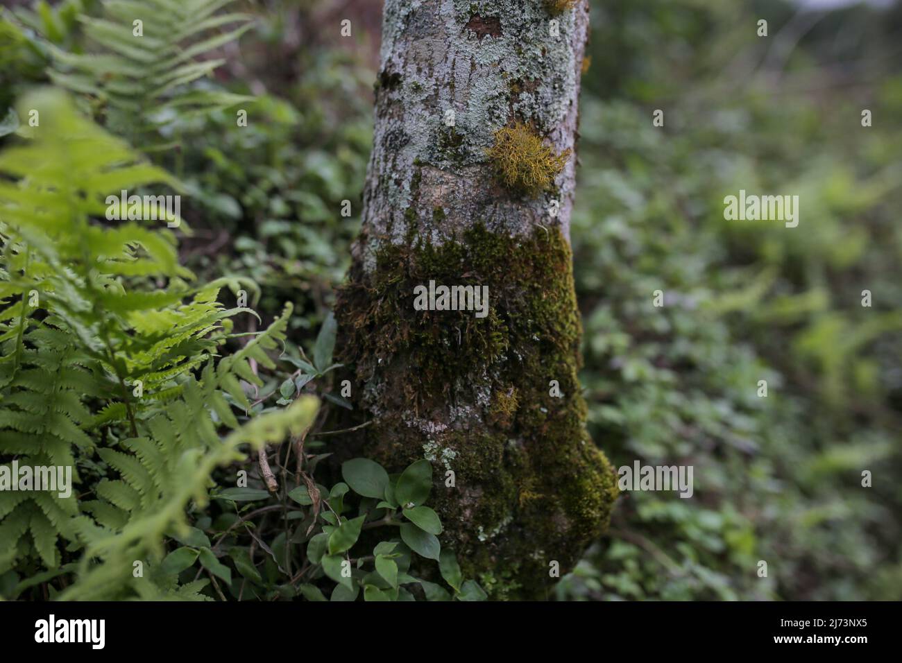 large bark in the central aceh area Stock Photo - Alamy