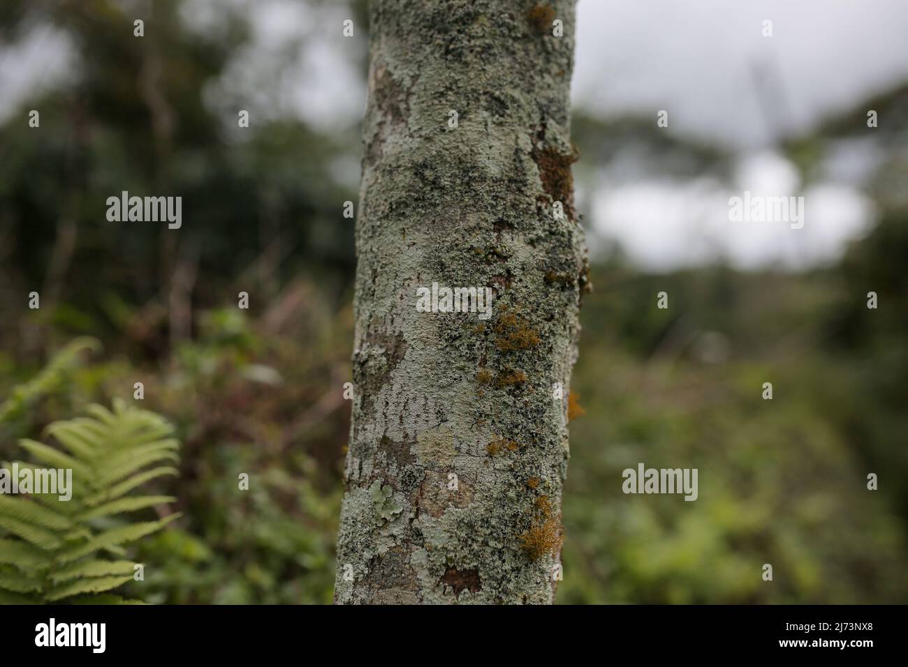 large bark in the central aceh area Stock Photo - Alamy