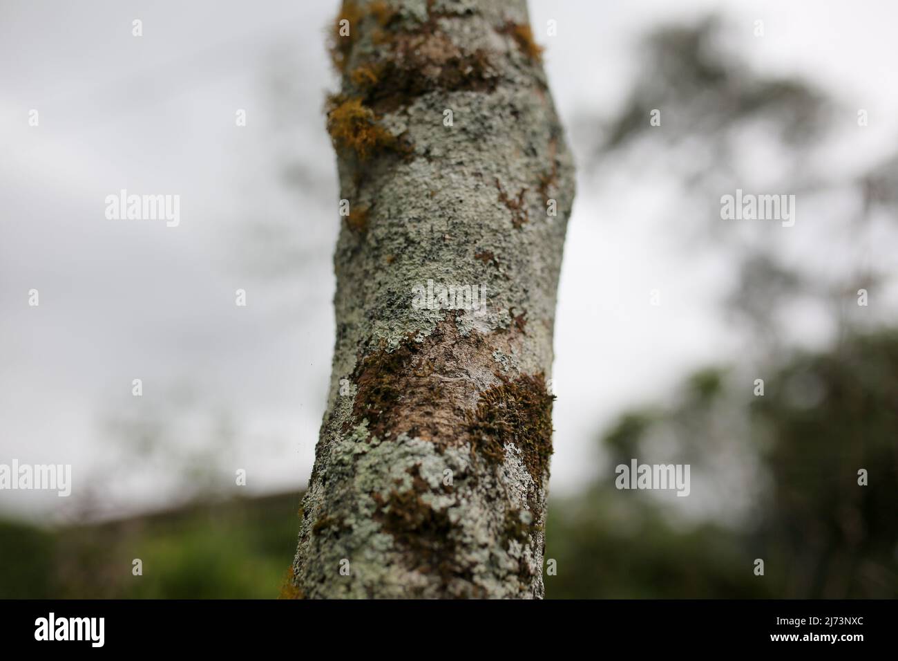 large bark in the central aceh area Stock Photo - Alamy
