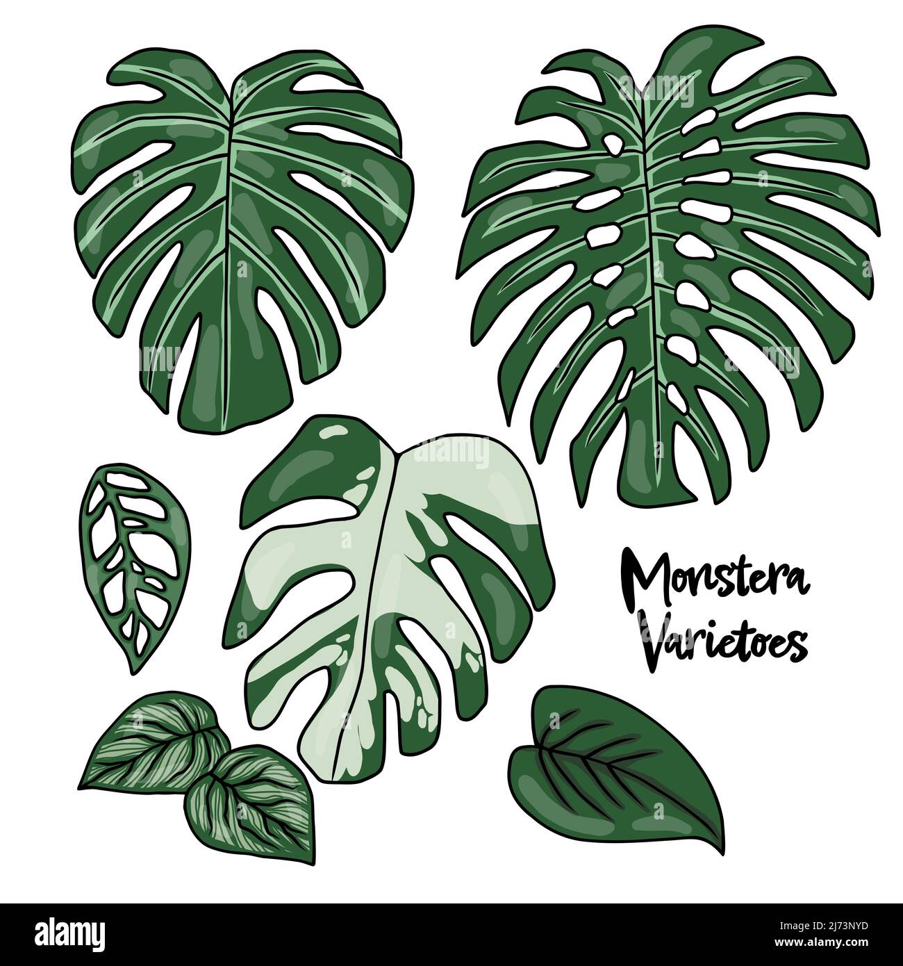 Monstera varieties set vector illustration Stock Vector Image & Art - Alamy