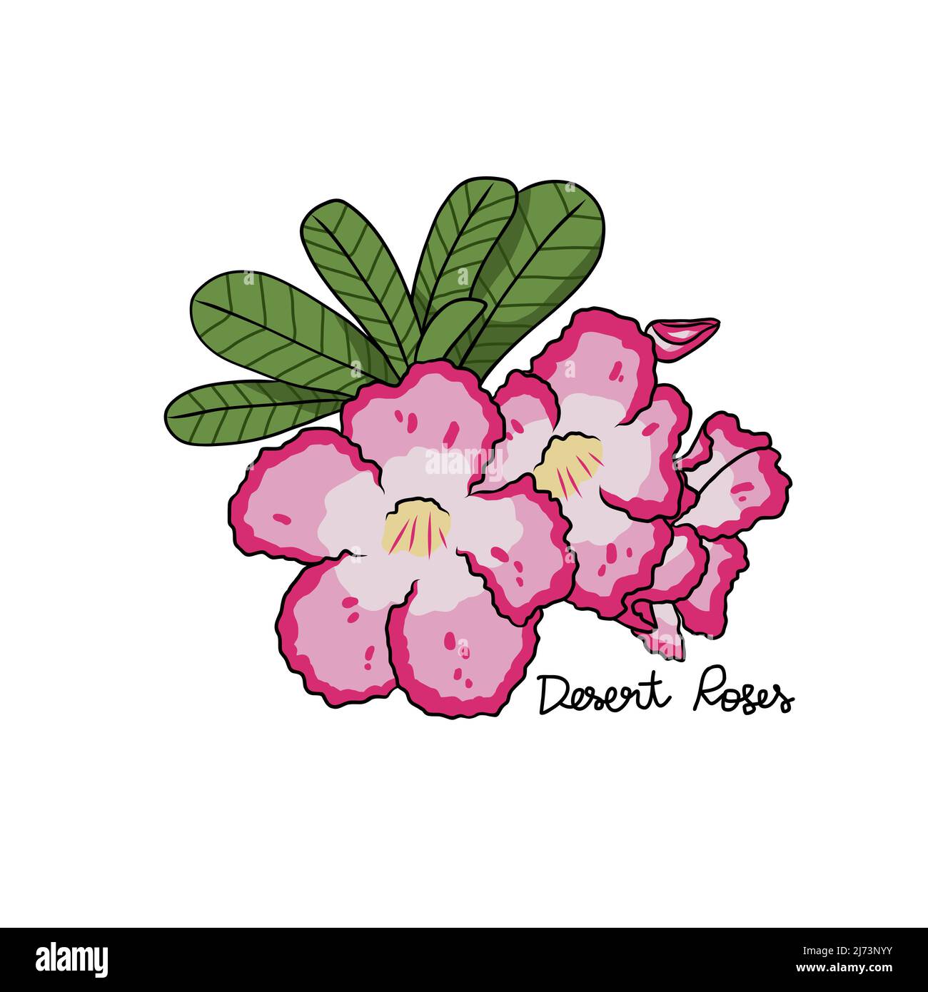 Desert Roses flower vector illustration Stock Vector Image & Art - Alamy