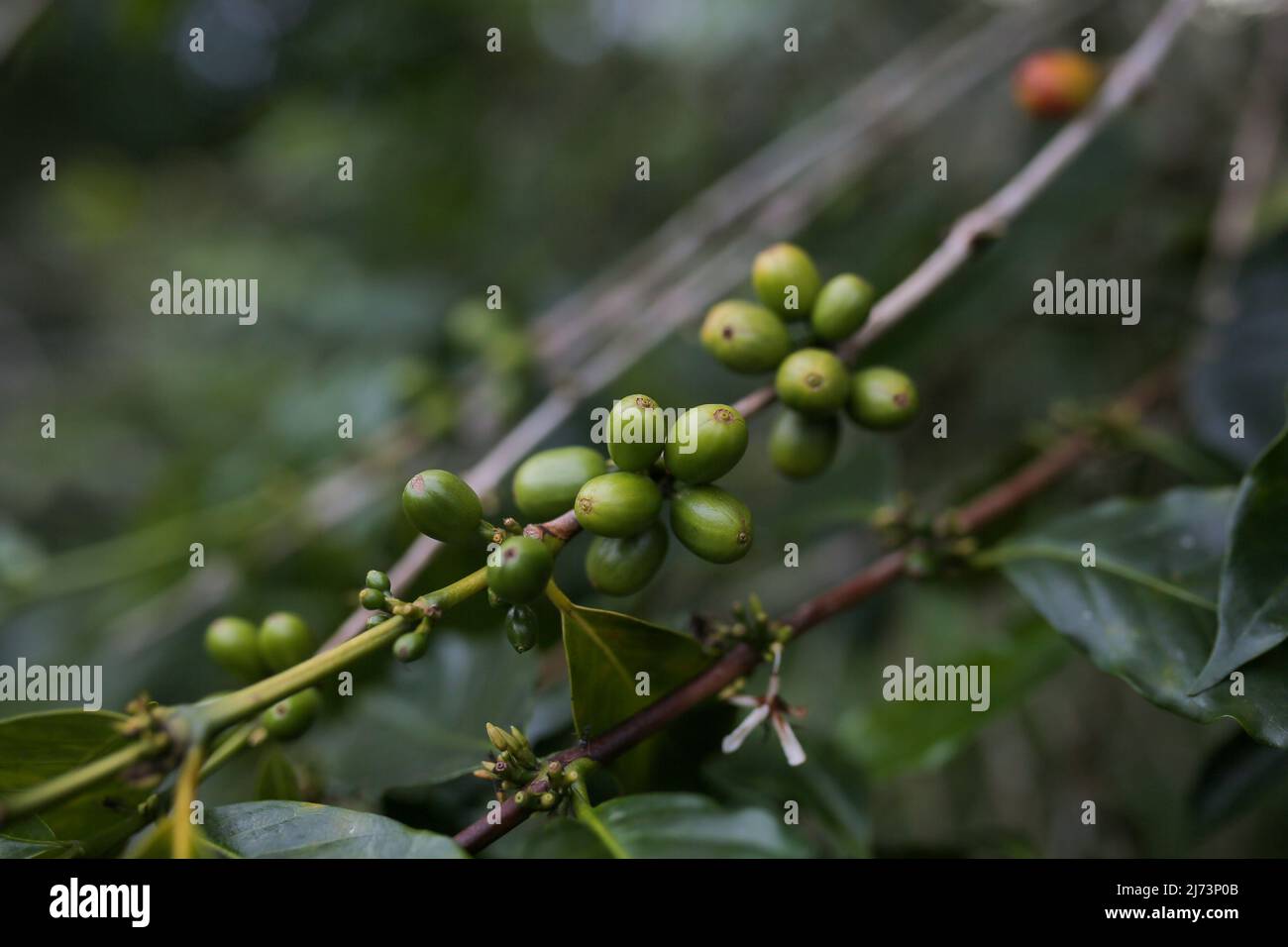 coffee cherries in the Gayo Highlands, Central Aceh Stock Photo - Alamy