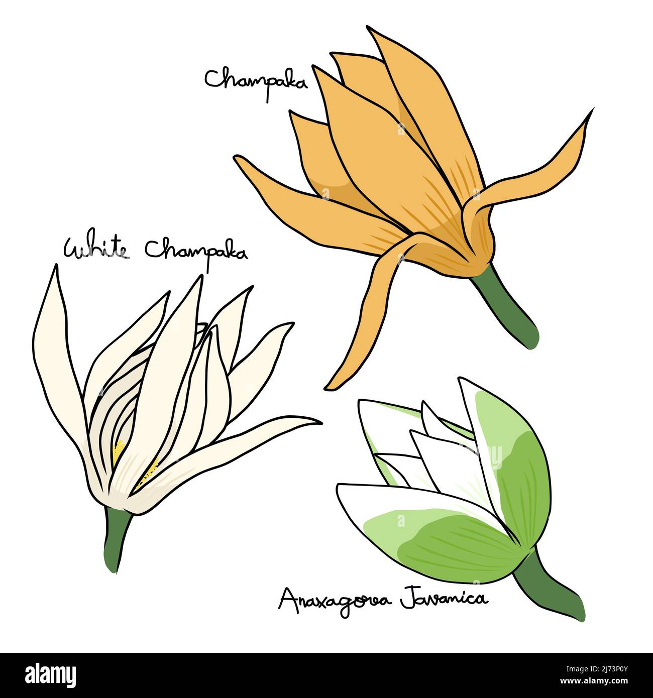 Champaka flower type vector illustration Stock Vector Image & Art - Alamy